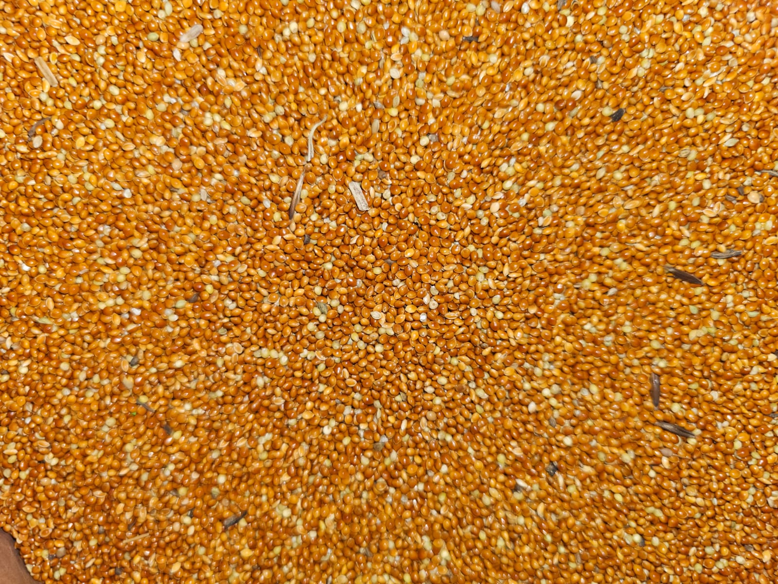 versele-laga Bird Food Red Millet 1kg - Petco BD